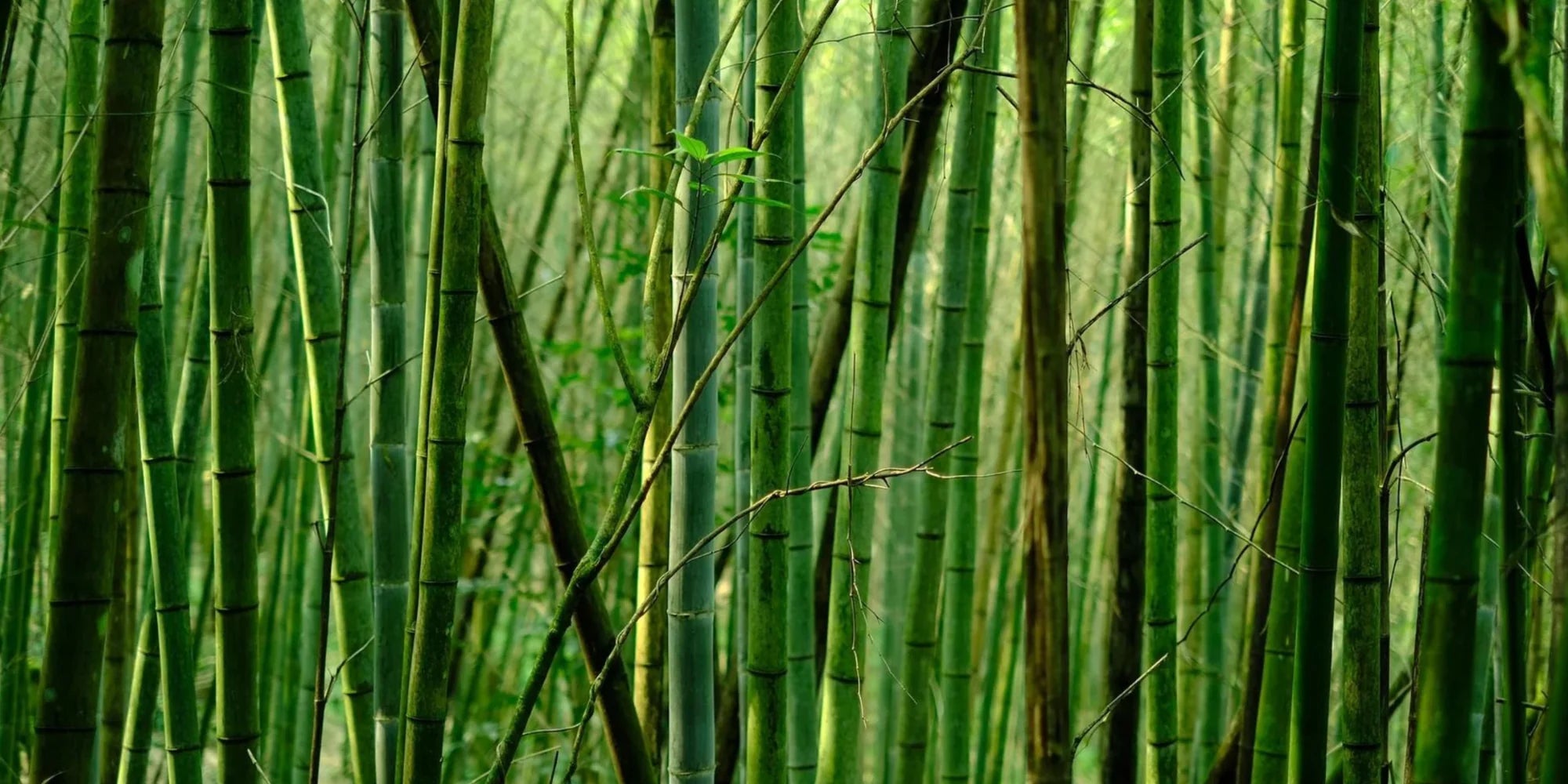 Women's Underwear | Step One Bamboo Underwear